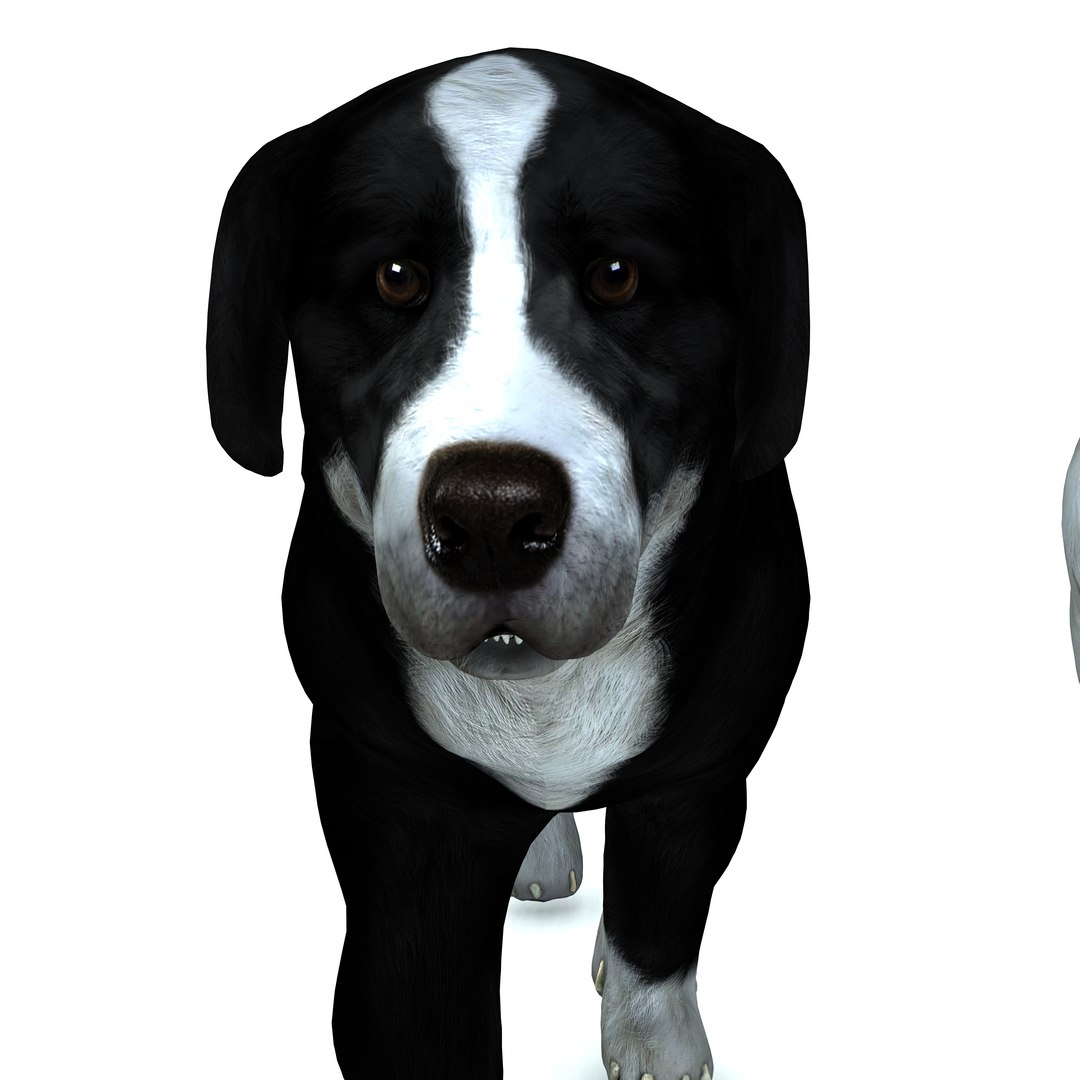 Sheepdog DOG 3D model - TurboSquid 2080327