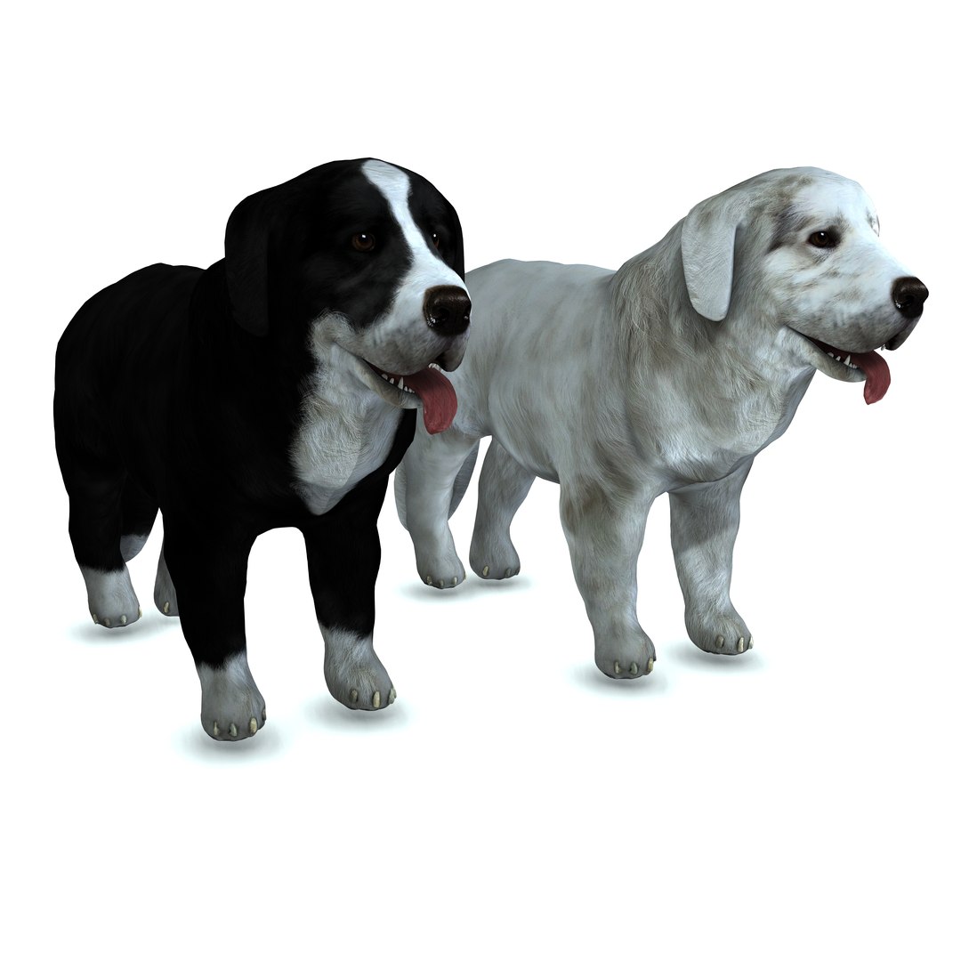 Sheepdog DOG 3D model - TurboSquid 2080327