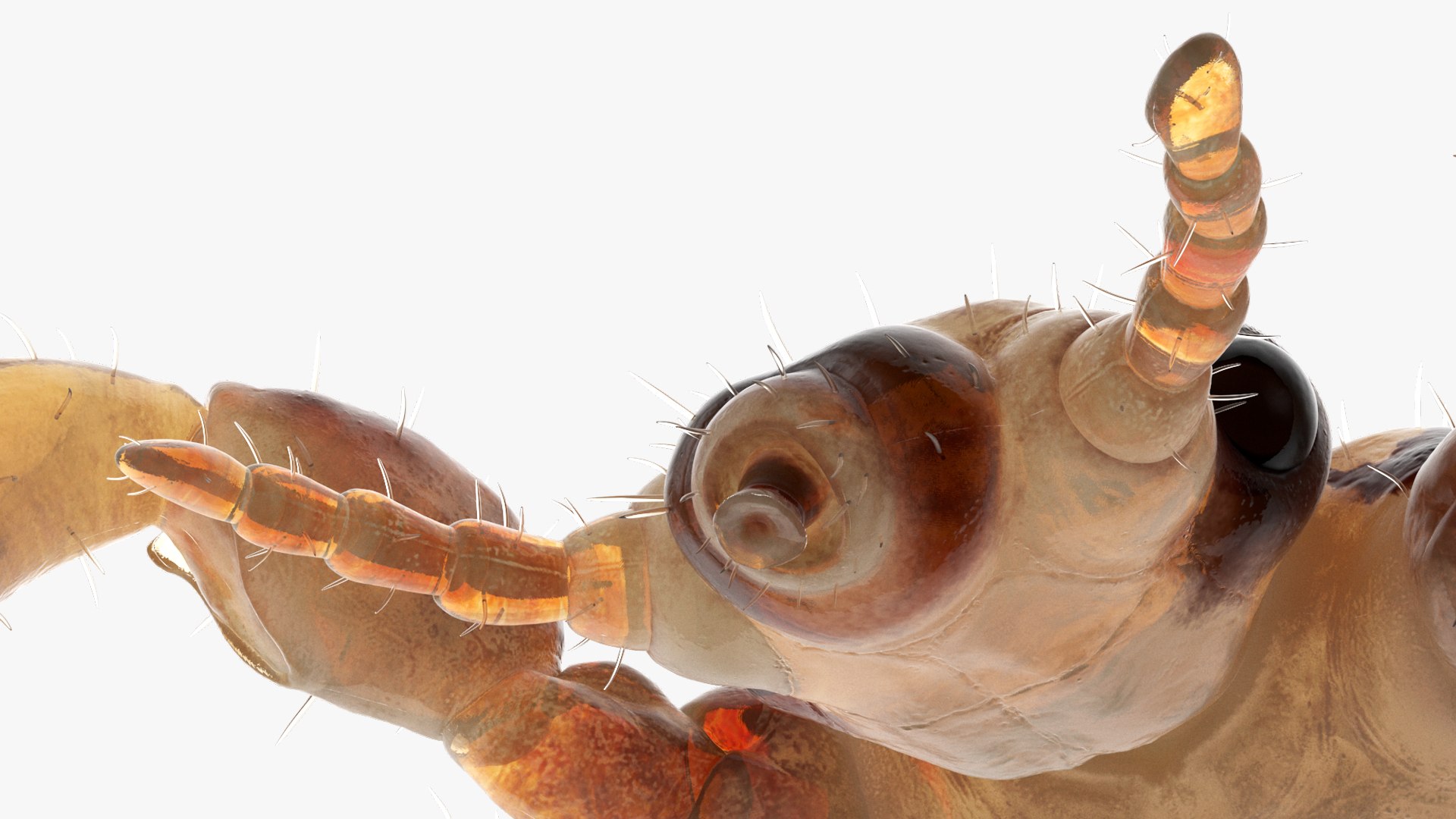 3D Phthiraptera With Blood Hiding Pose - TurboSquid 2284144