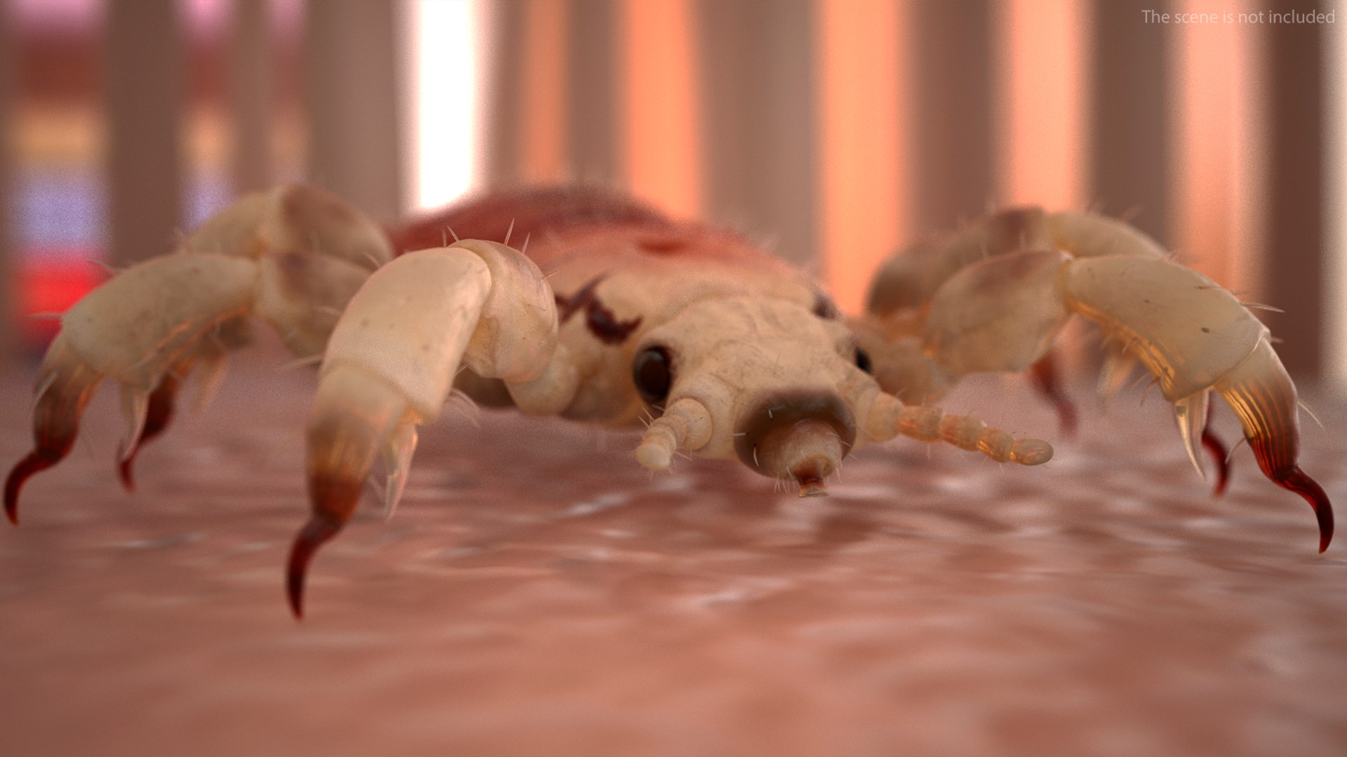 3D Phthiraptera With Blood Hiding Pose - TurboSquid 2284144
