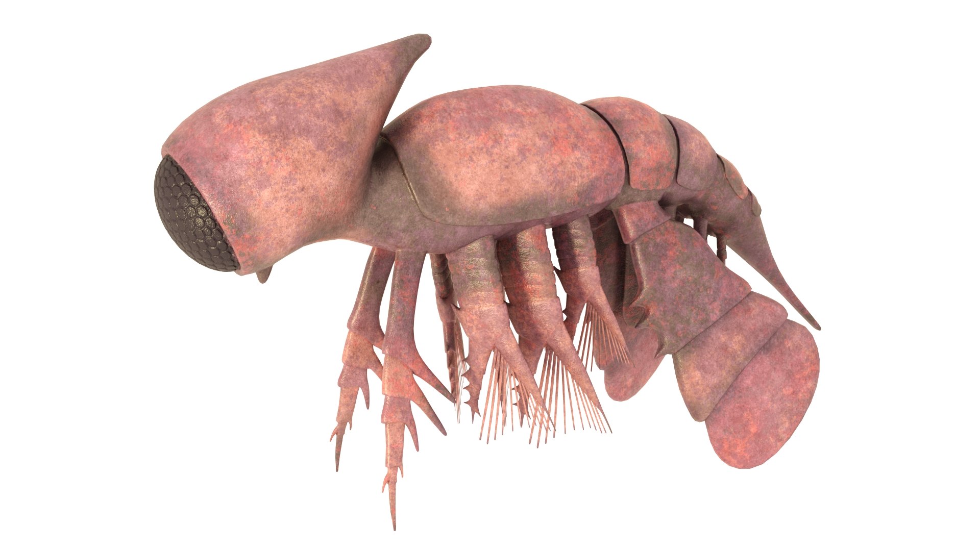 3D cambropachycope clarksoni arthropoda - TurboSquid 1573013