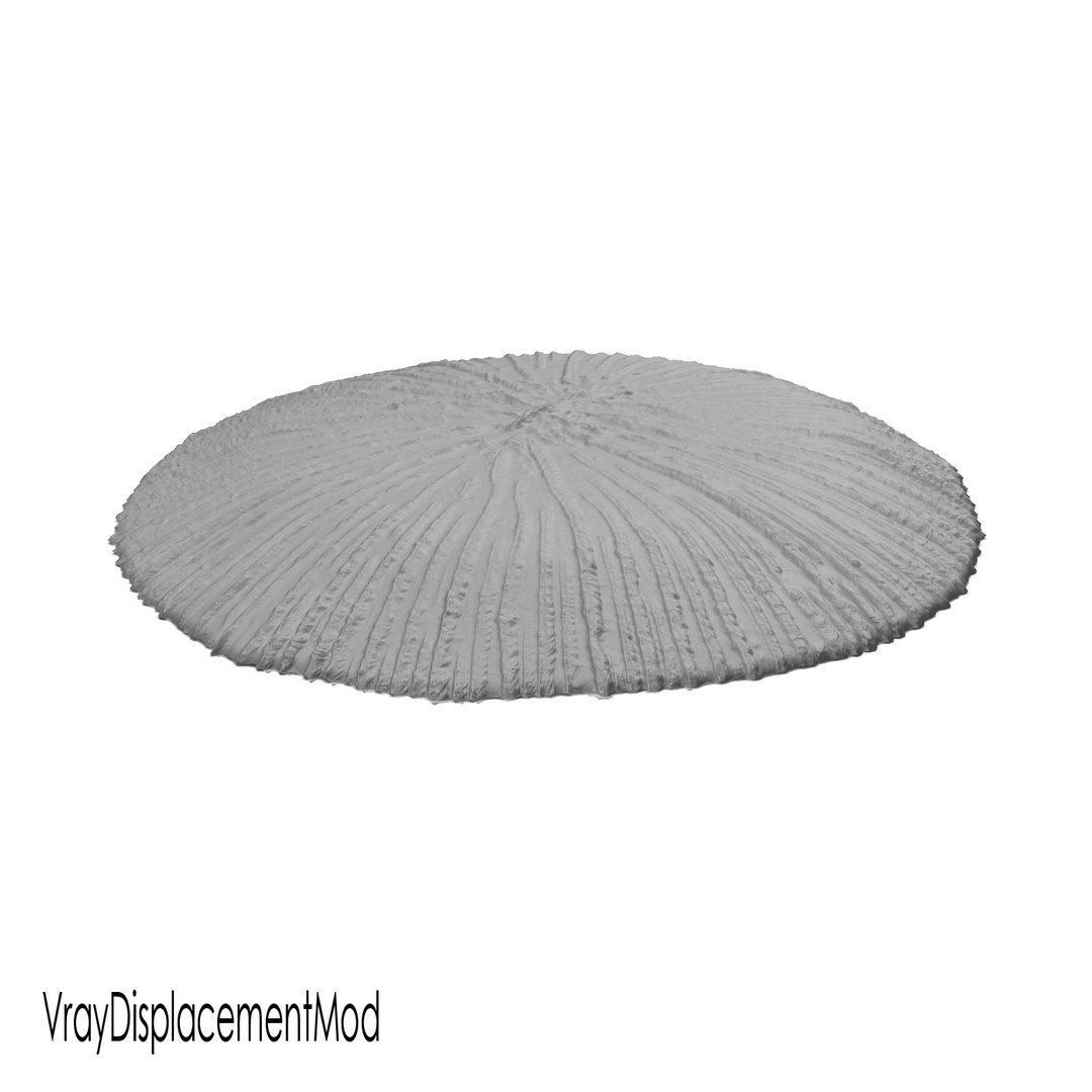 3d Fungia Plate Coral Model