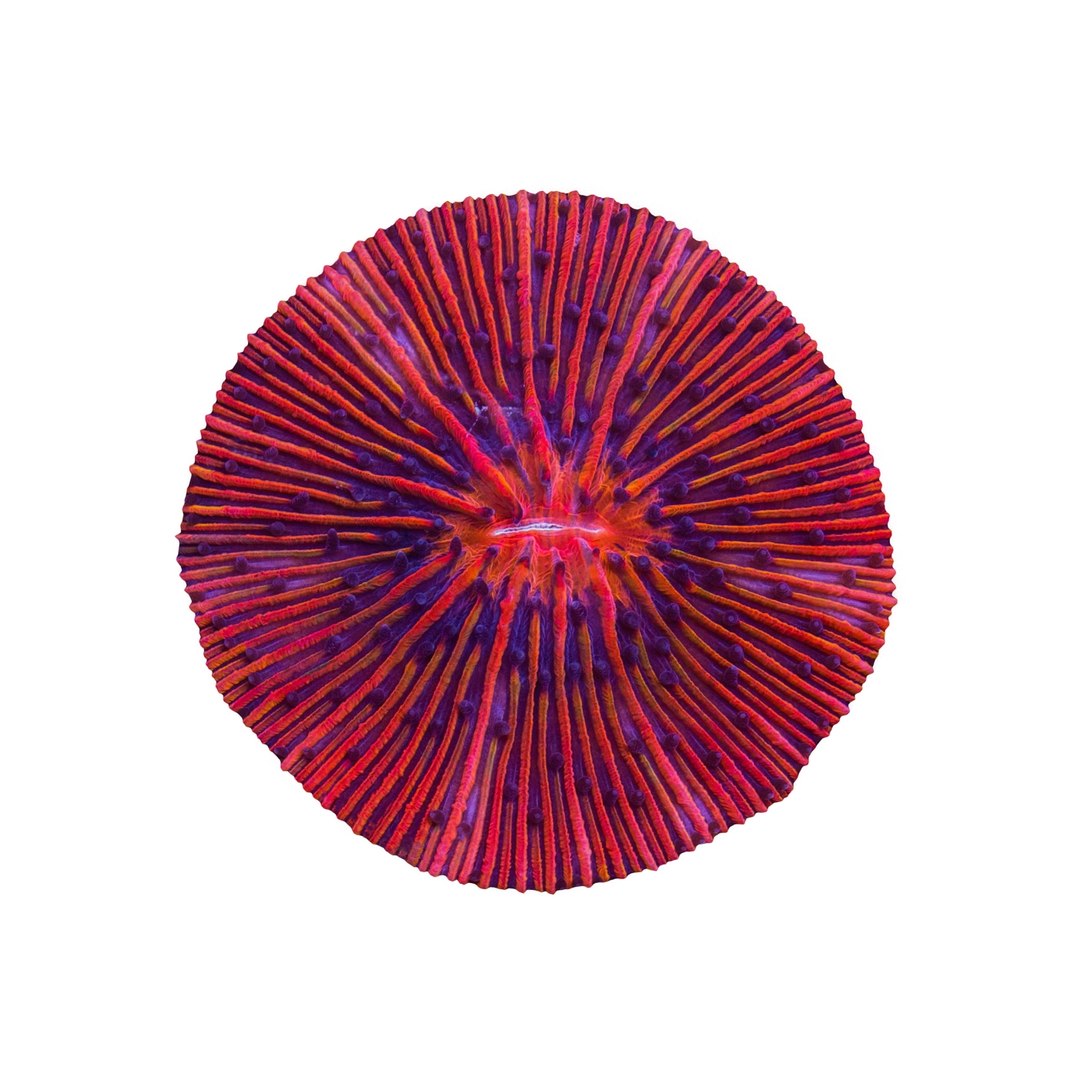 3d Fungia Plate Coral Model