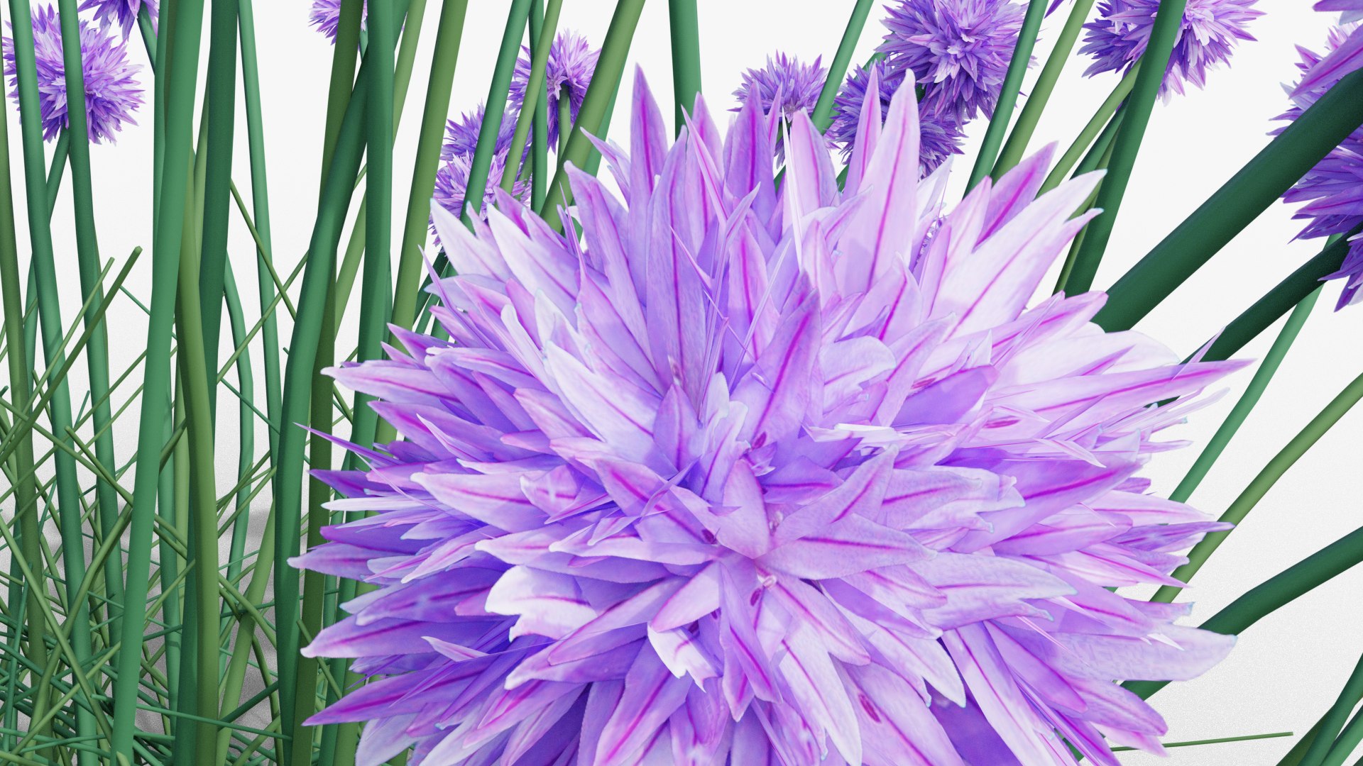 Allium Schoenoprasum Forescate 3D - TurboSquid 2081464