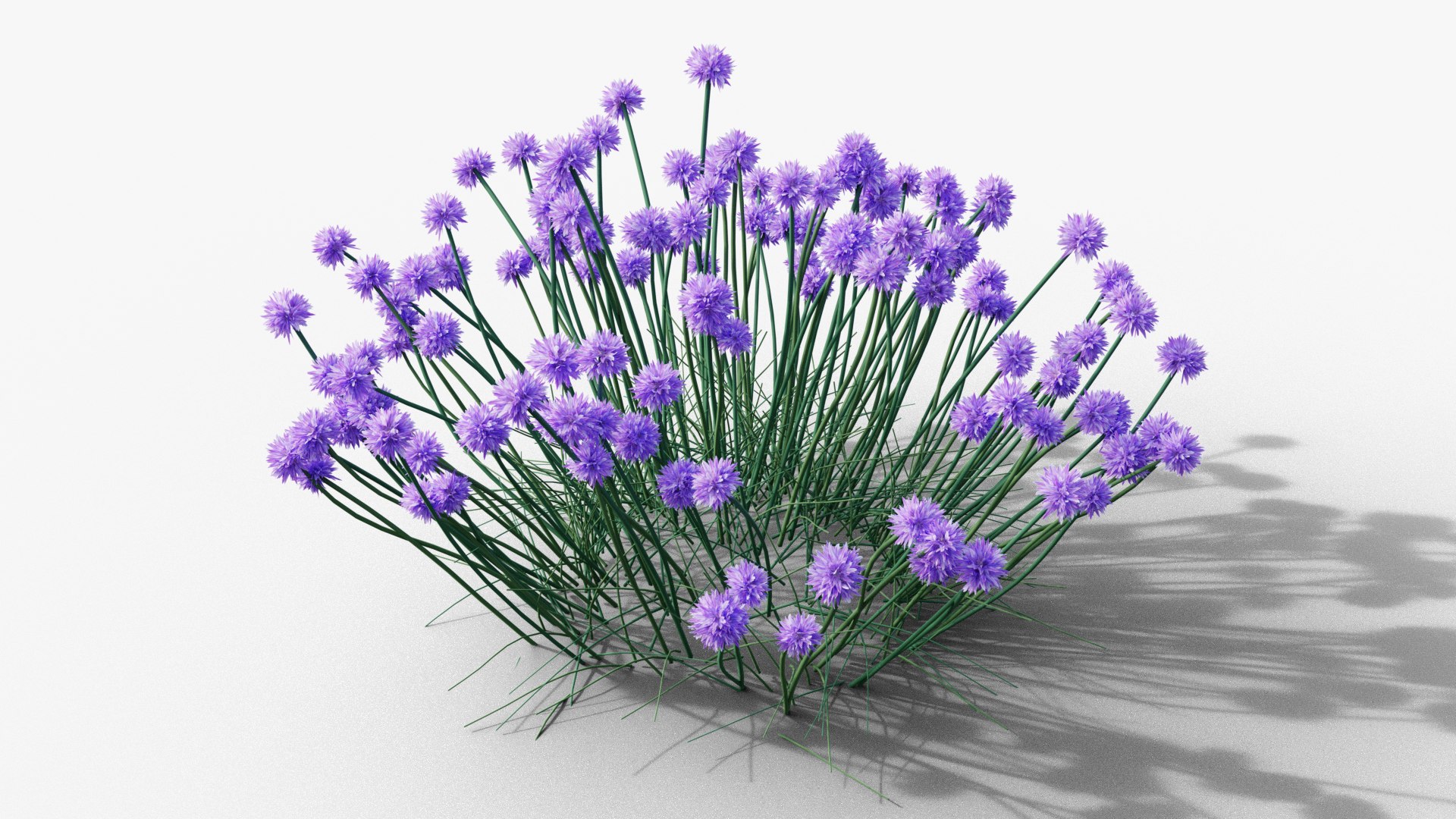 Allium Schoenoprasum Forescate 3D - TurboSquid 2081464