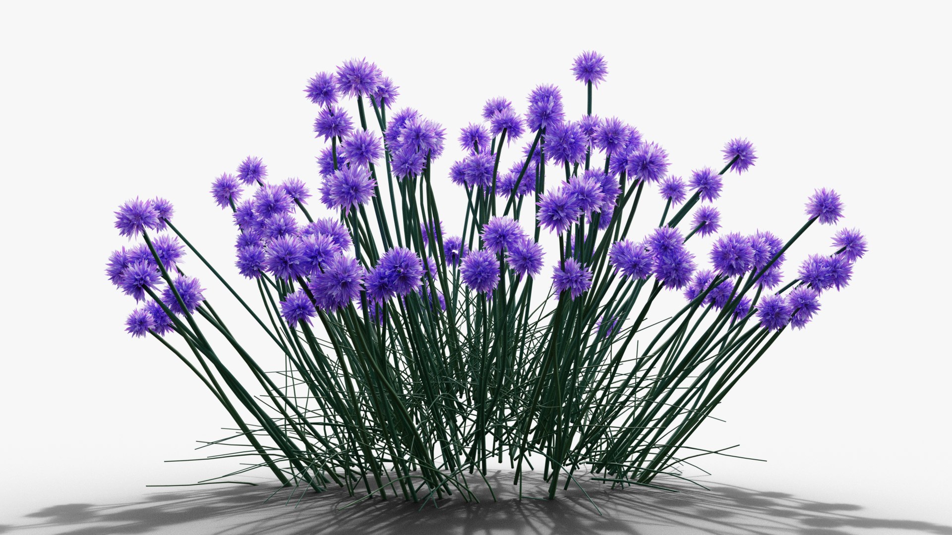 Allium Schoenoprasum Forescate 3D - TurboSquid 2081464