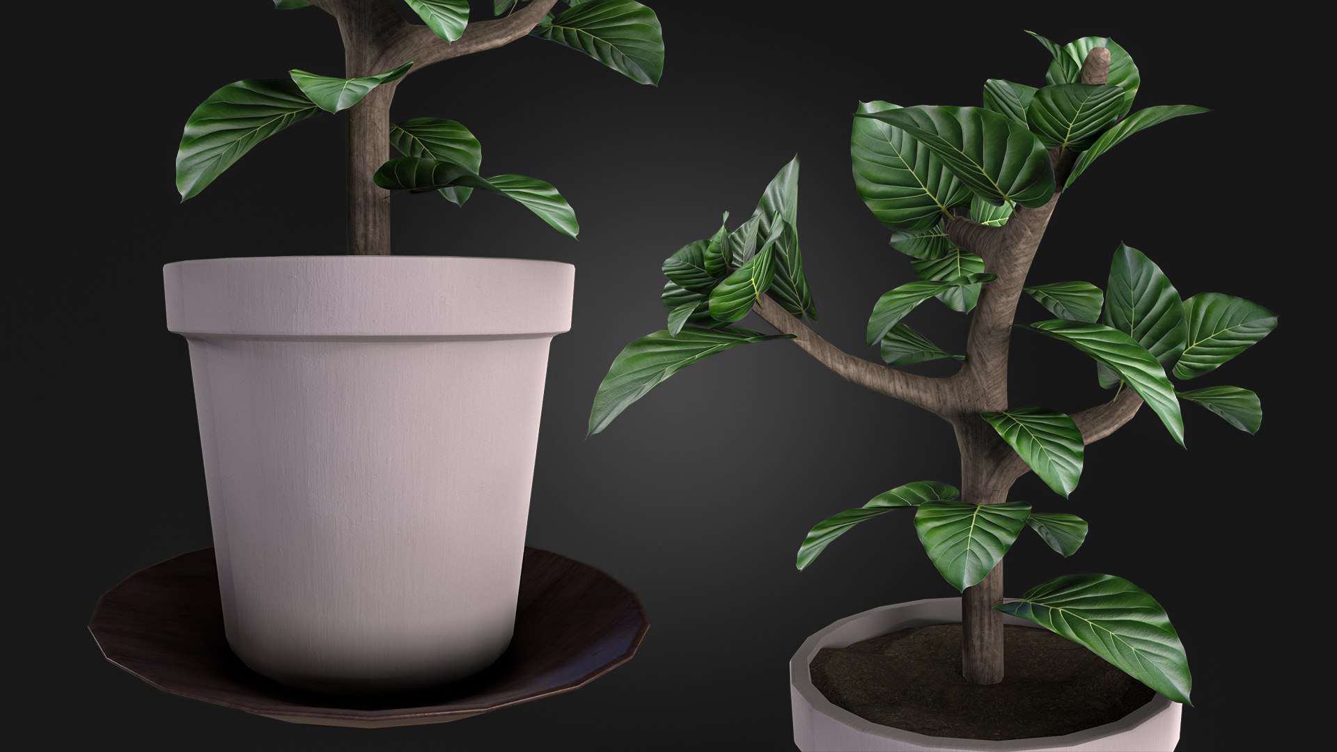 Small Plant 3D - TurboSquid 2146704