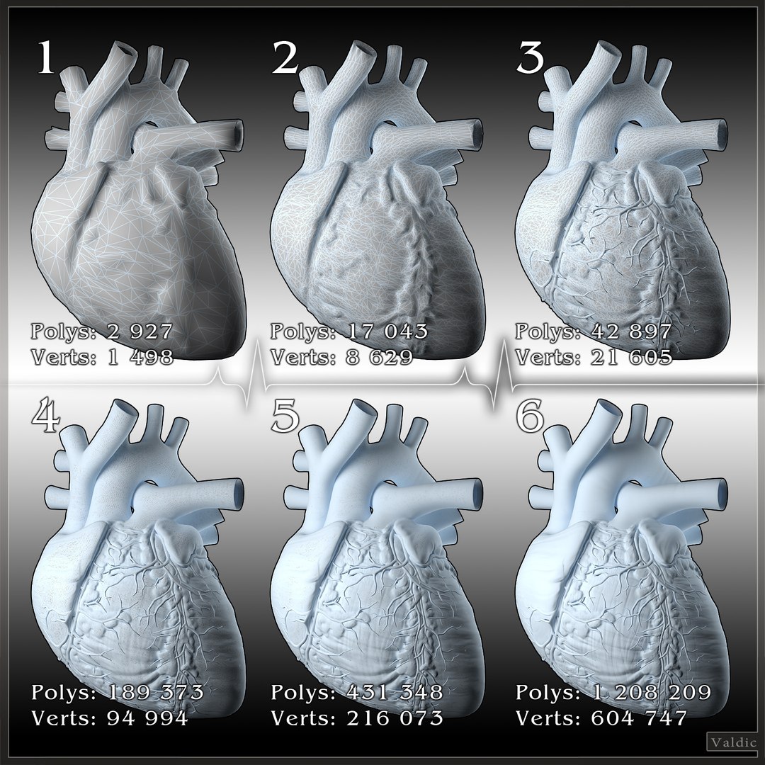Human Heart 3d Model