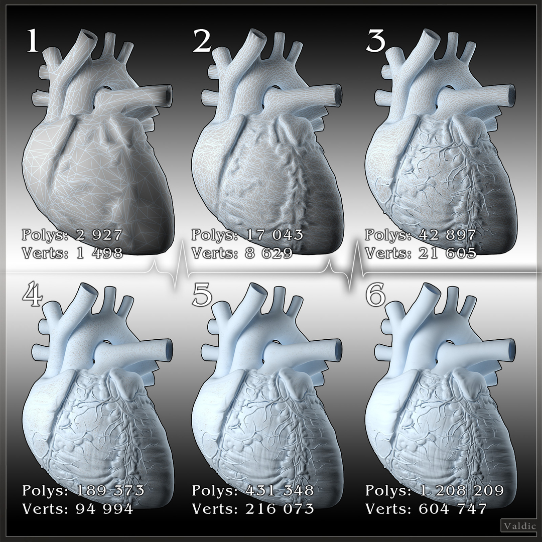 human heart 3d model