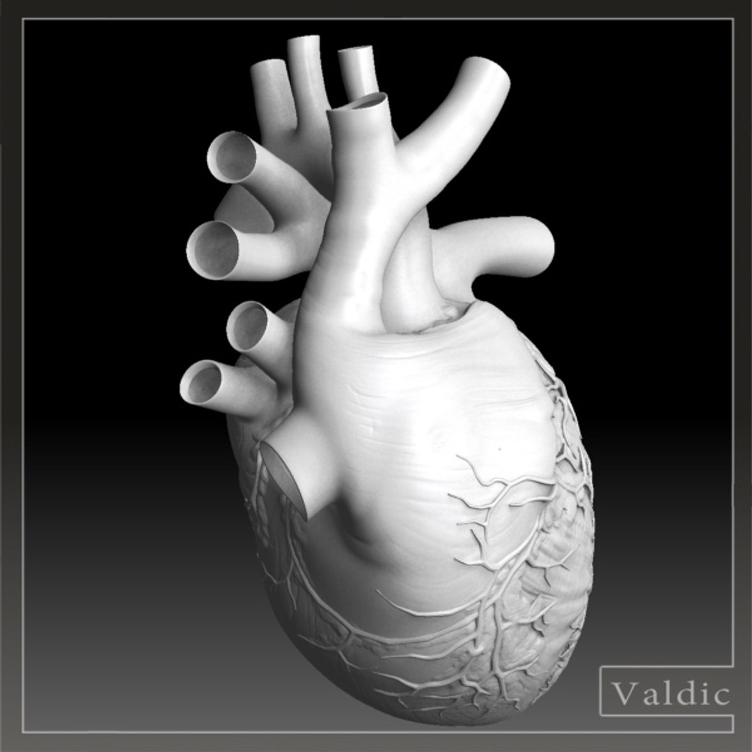 Human Heart 3d Model