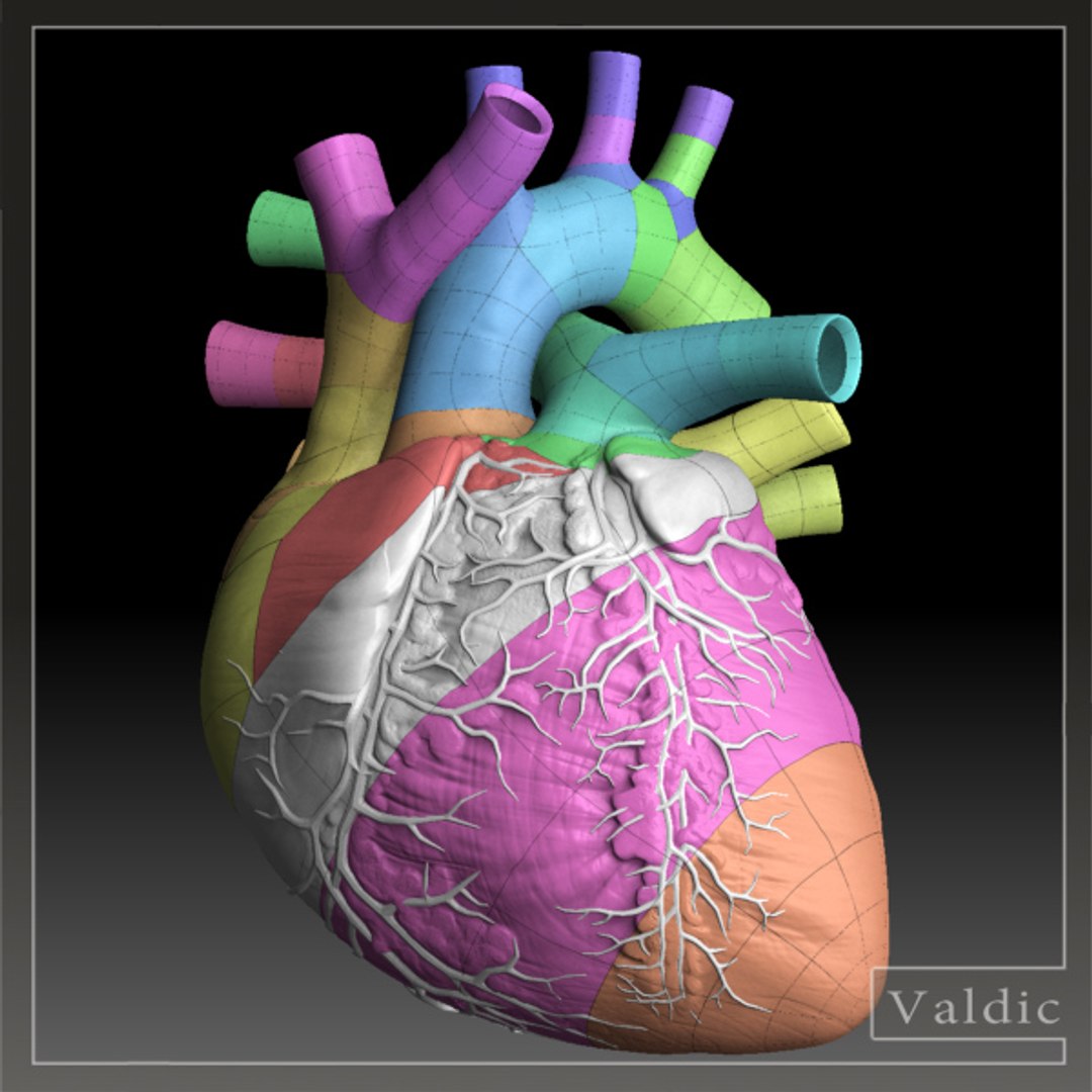 Human Heart 3d Model