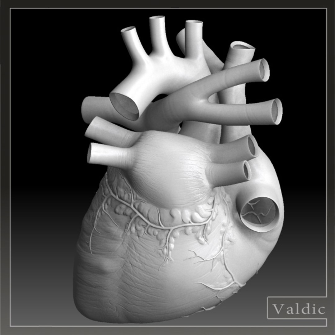 Human Heart 3d Model