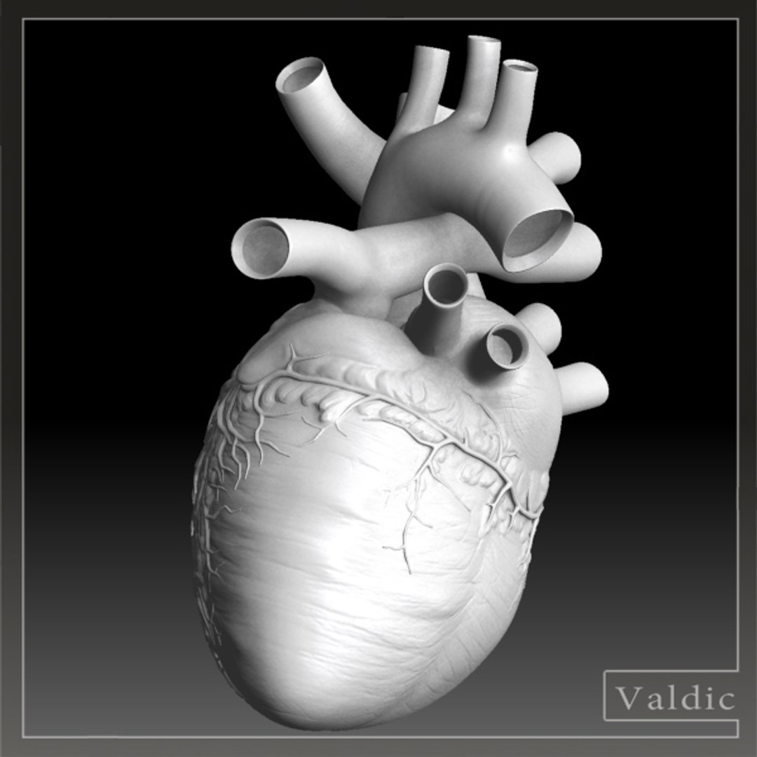 Human Heart 3d Model