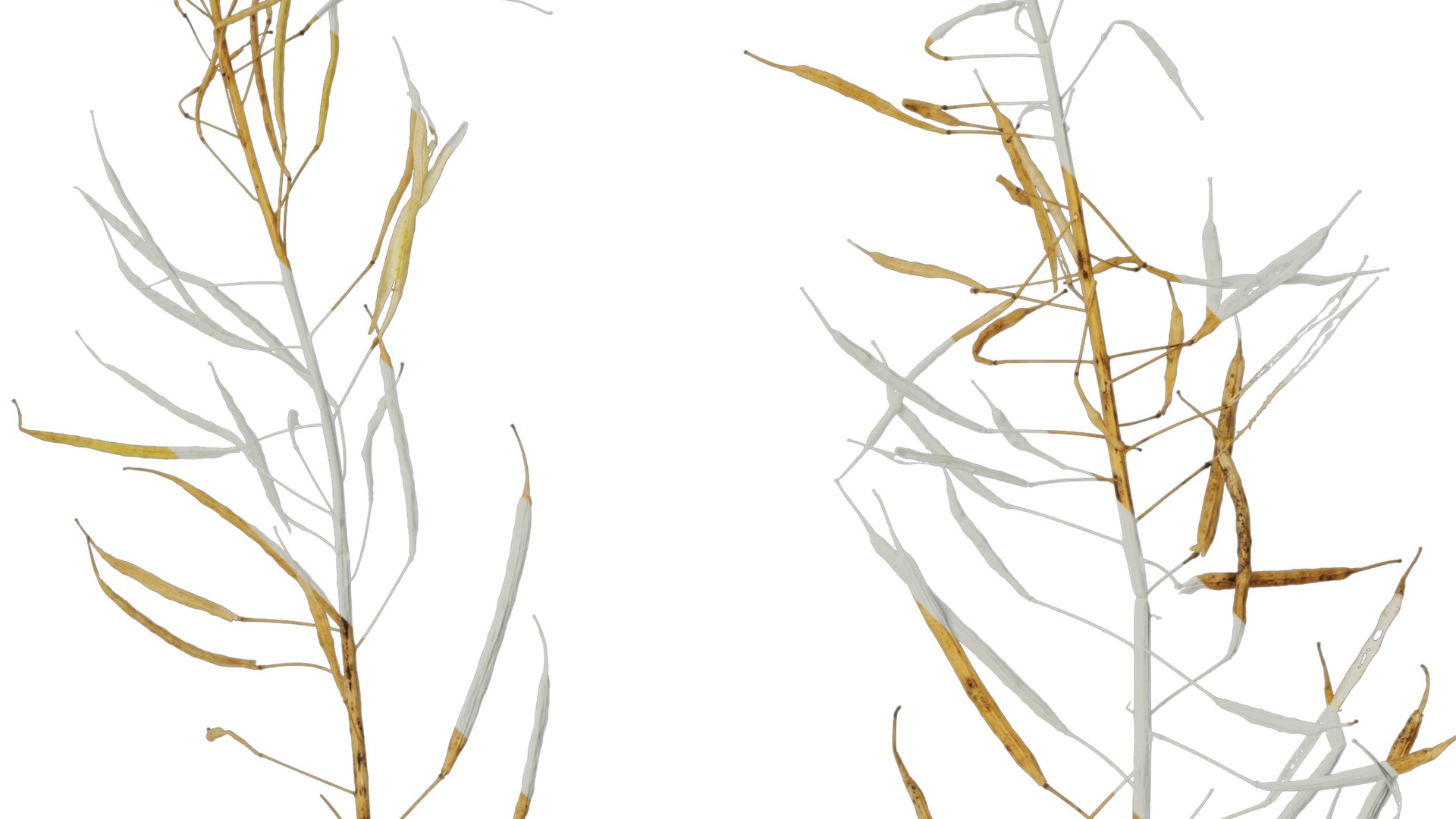 Anydrafts Brassica Napus Atlas 14 Textures 3D Model - TurboSquid 2349680