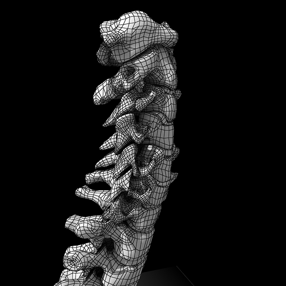 3d model vertebral column skeleton