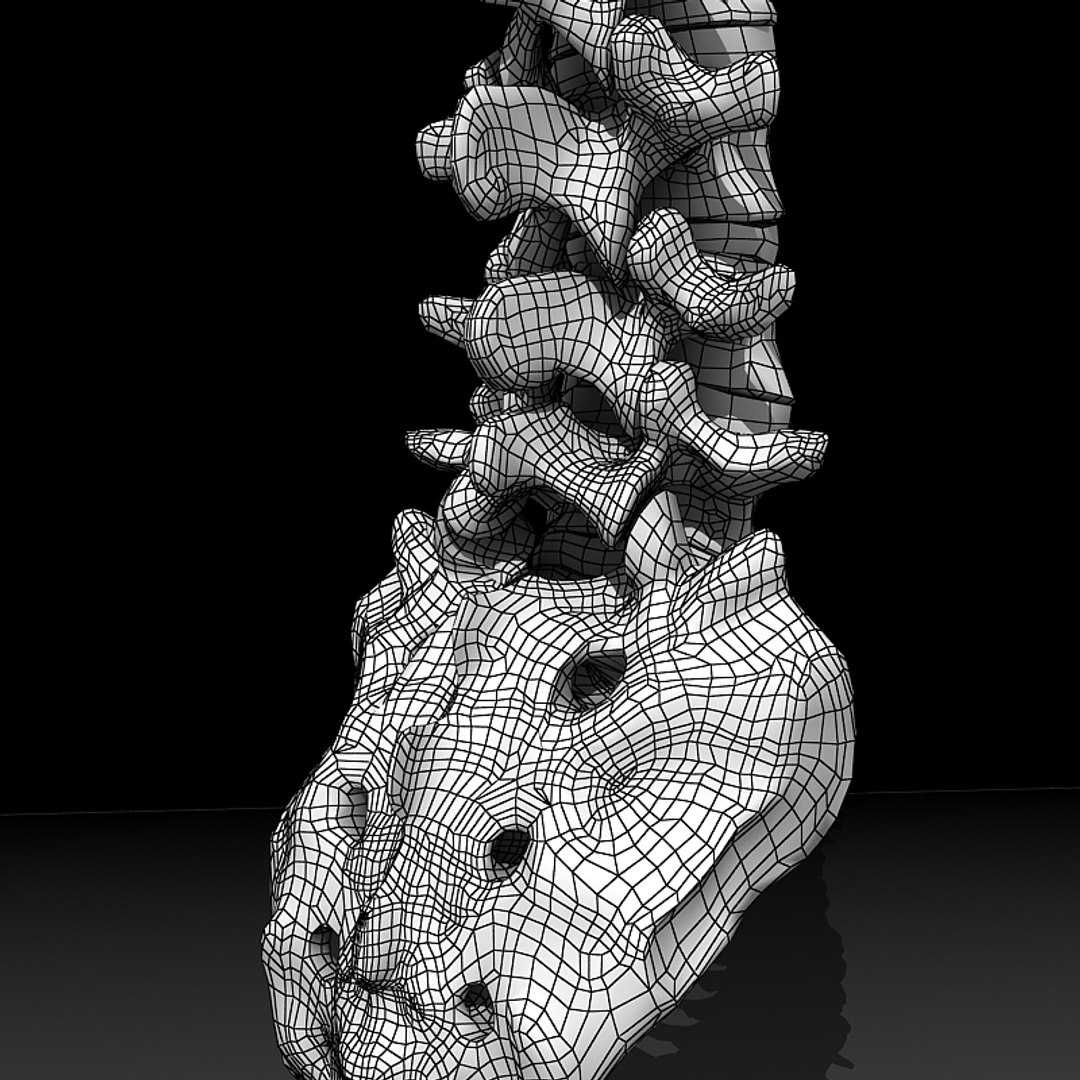 3d model vertebral column skeleton