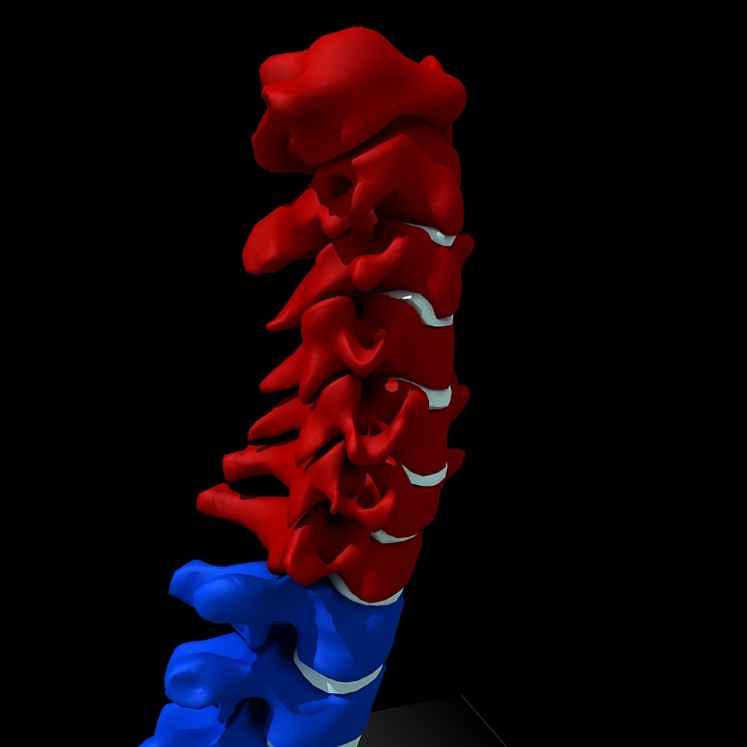 3d model vertebral column skeleton