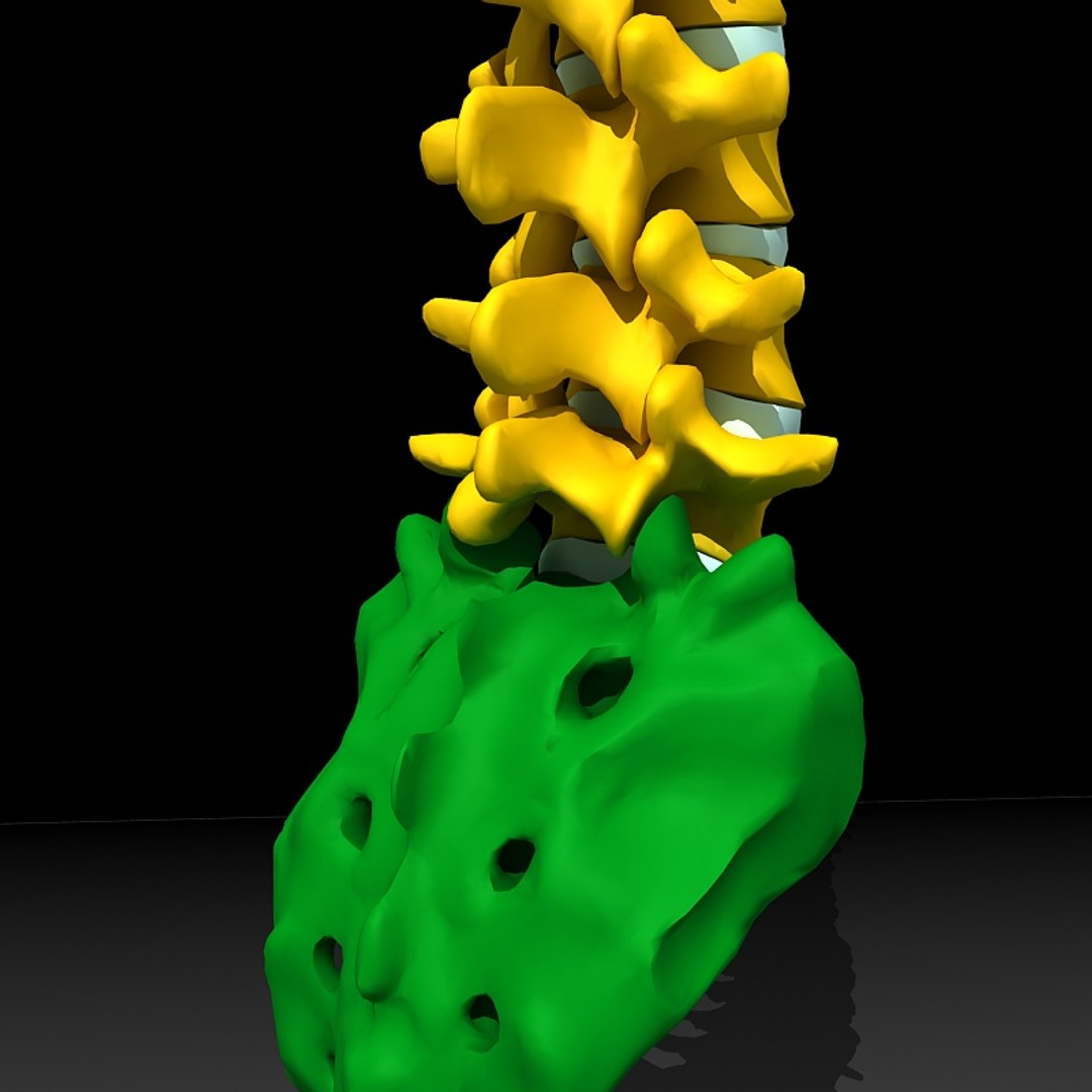 3d model vertebral column skeleton