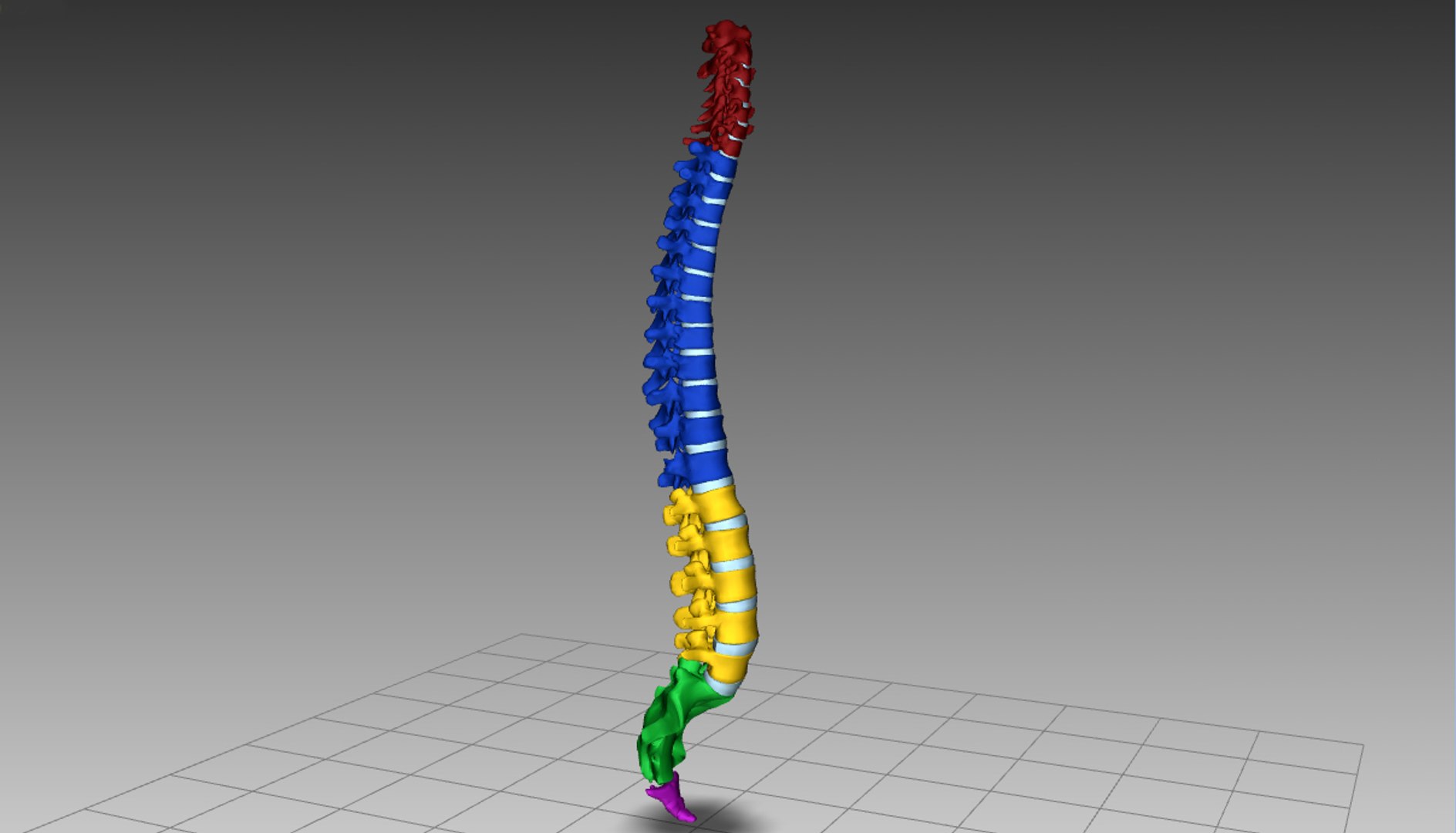 3d model vertebral column skeleton