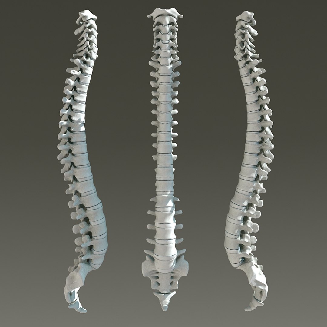 3d model vertebral column skeleton