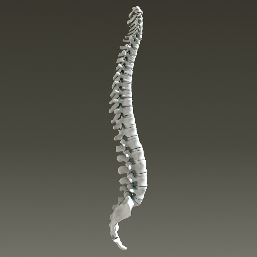 3d model vertebral column skeleton