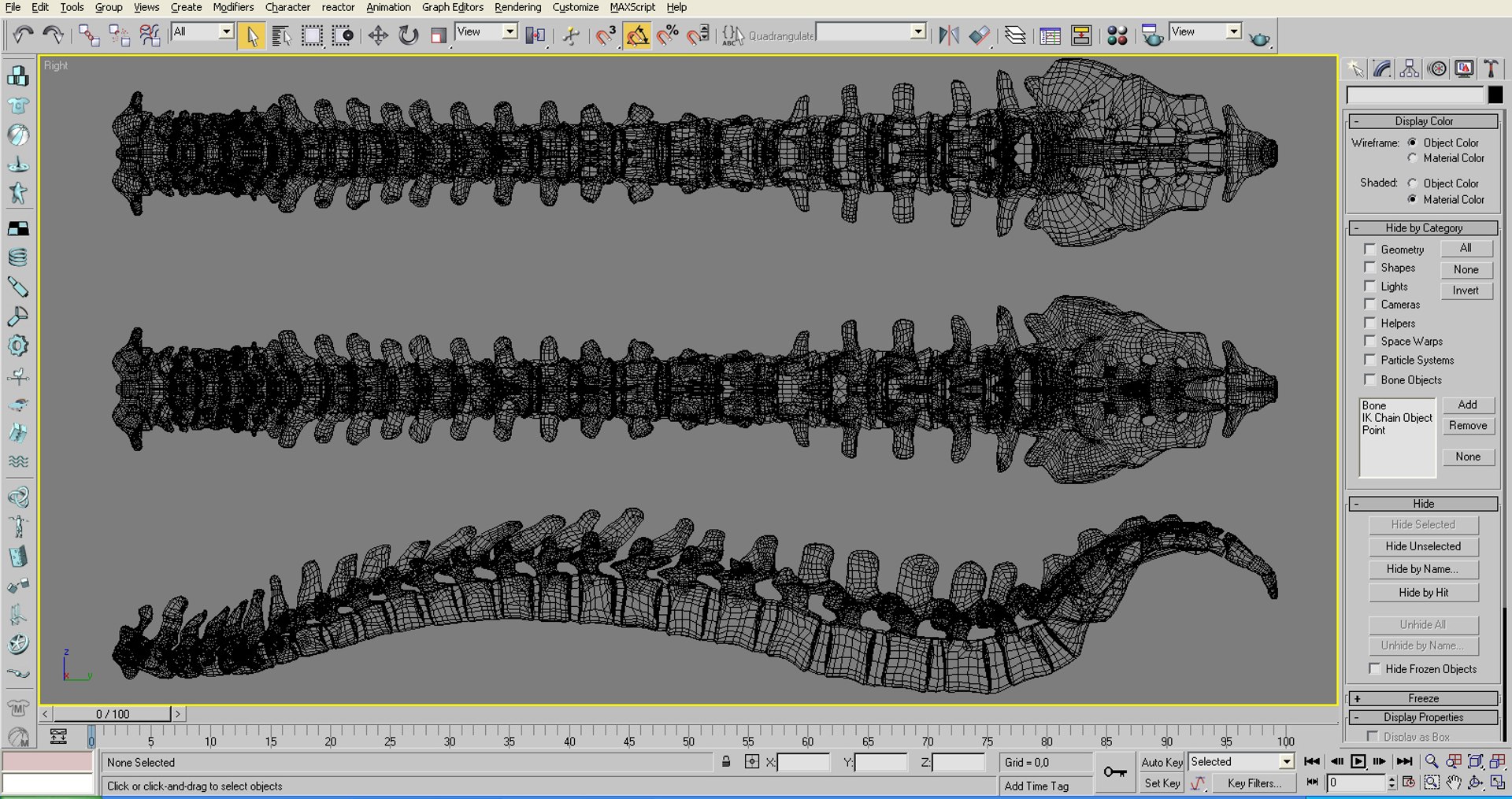 3d model vertebral column skeleton