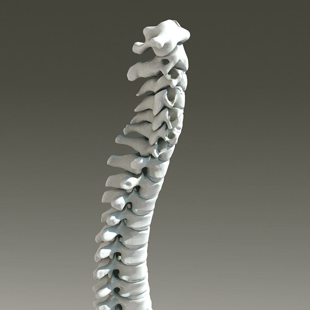 3d model vertebral column skeleton