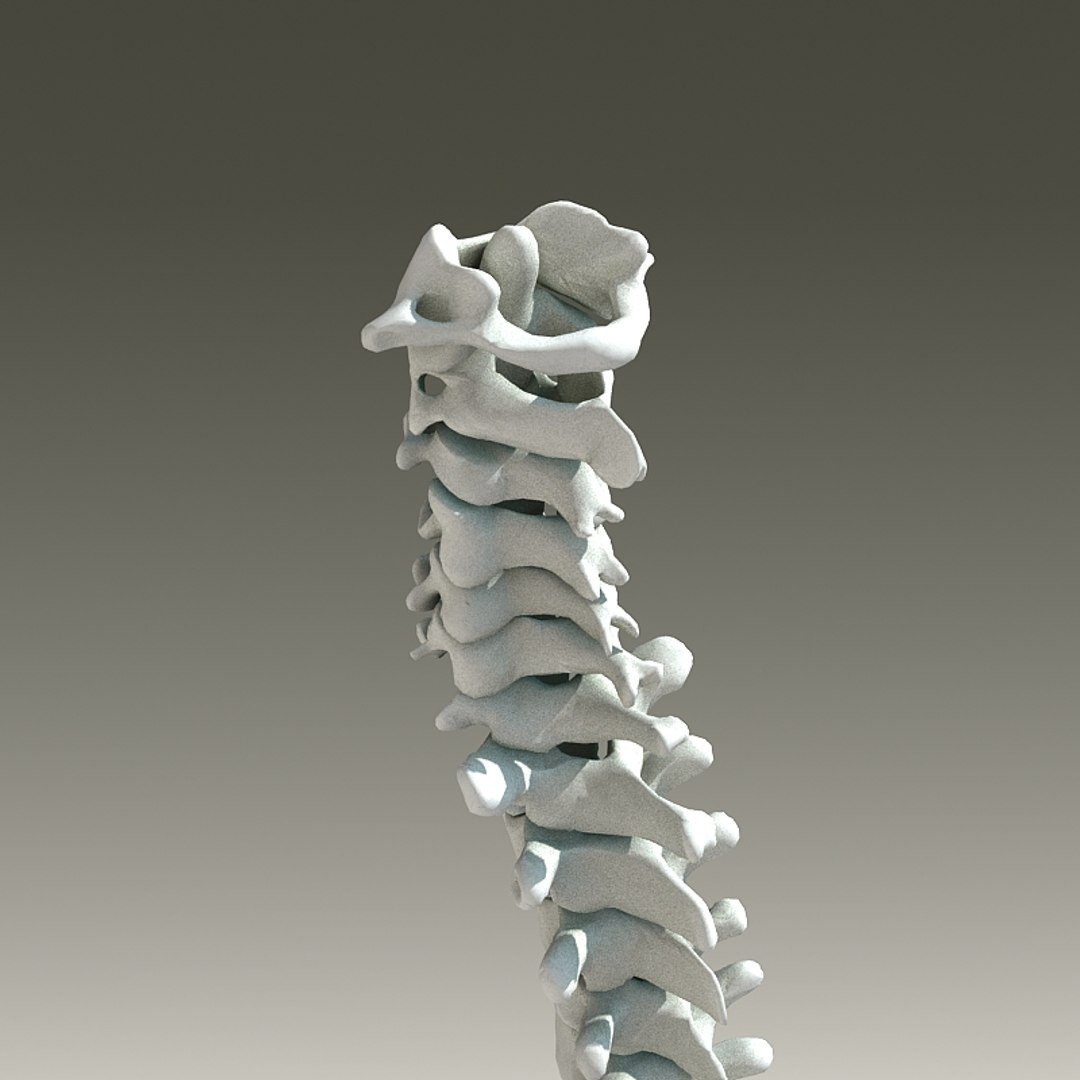3d model vertebral column skeleton