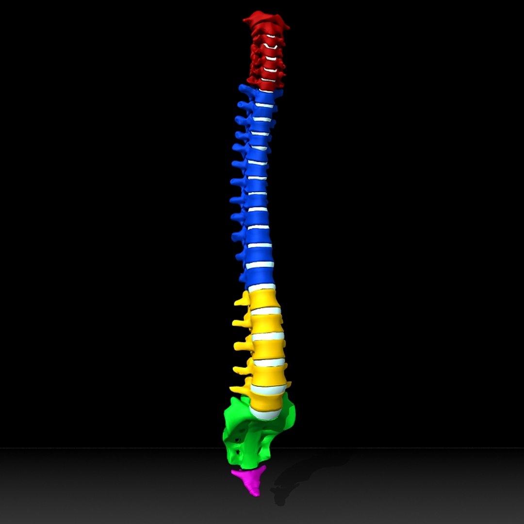 3d model vertebral column skeleton