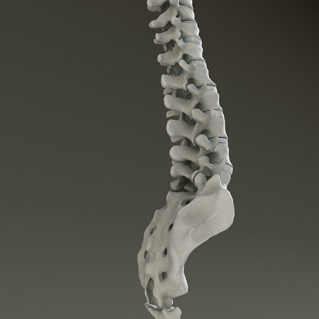 3d model vertebral column skeleton