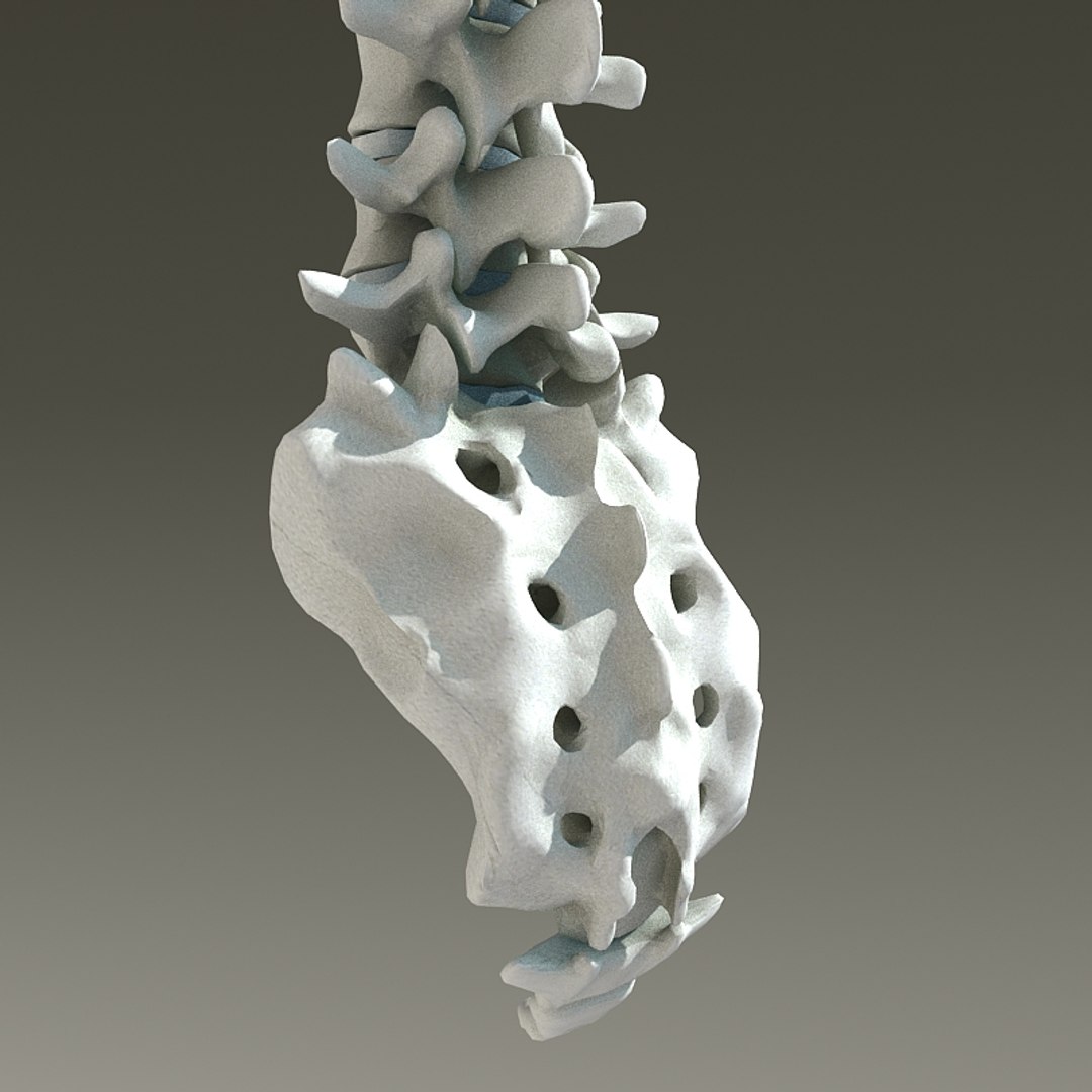 3d model vertebral column skeleton