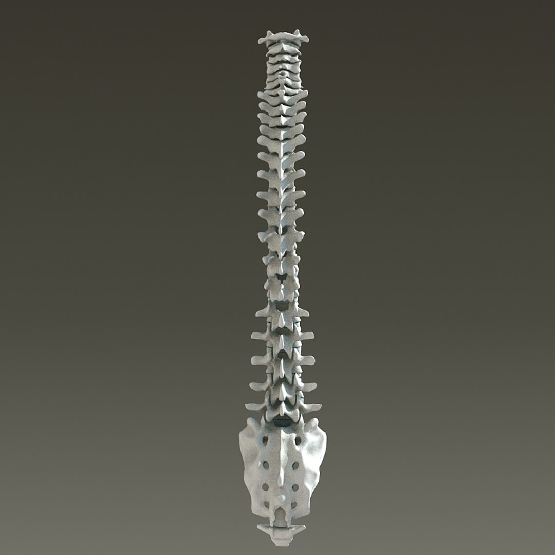 3d model vertebral column skeleton