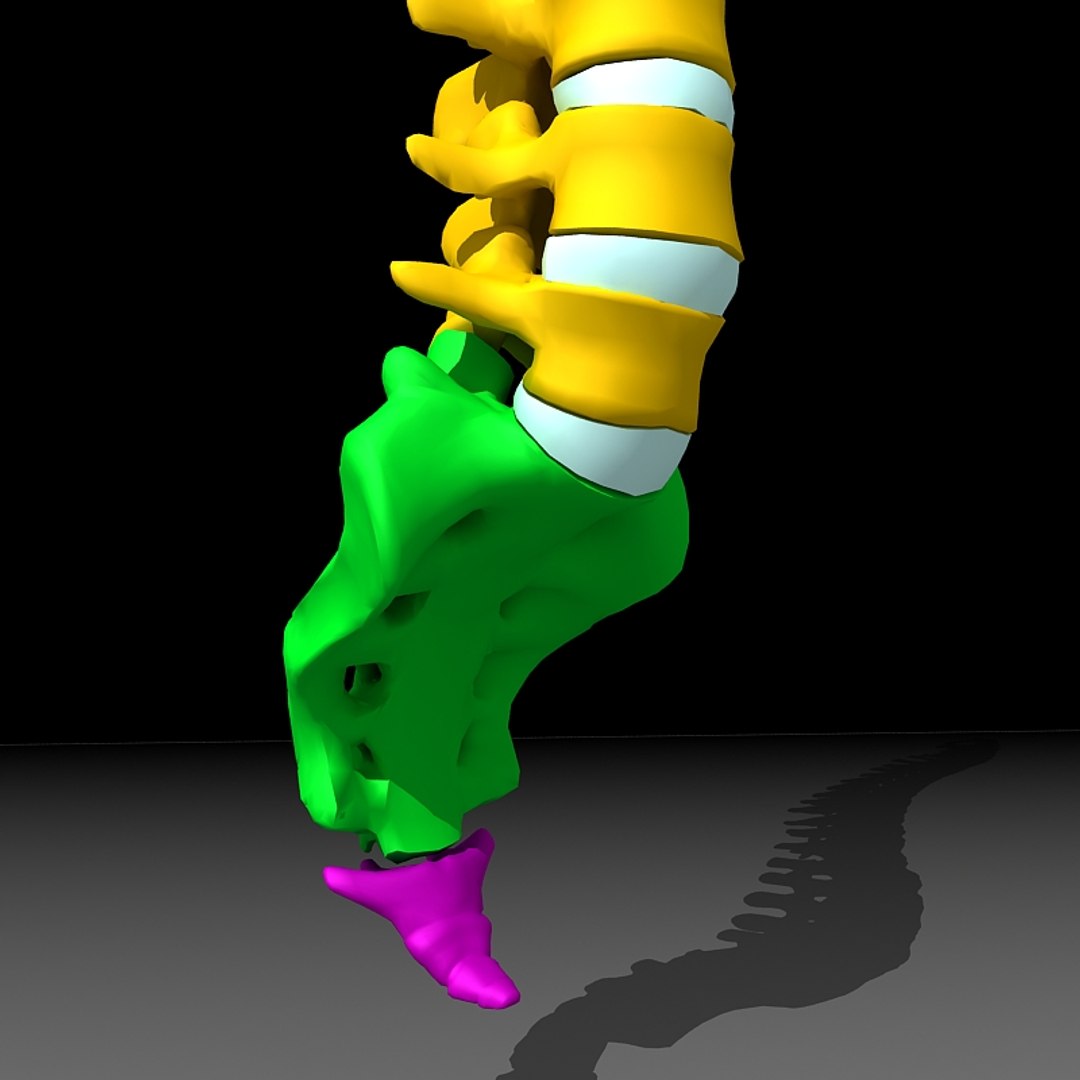 3d model vertebral column skeleton
