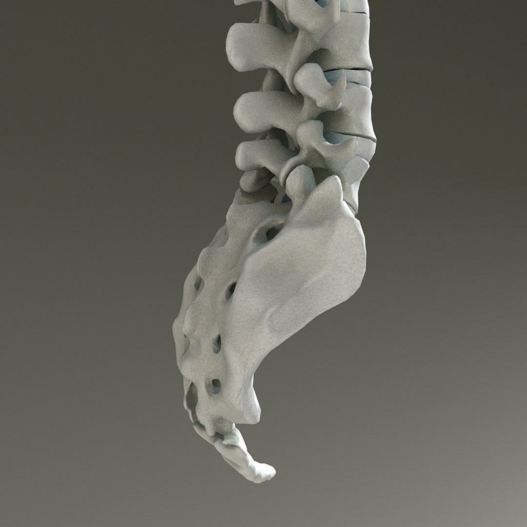 3d model vertebral column skeleton