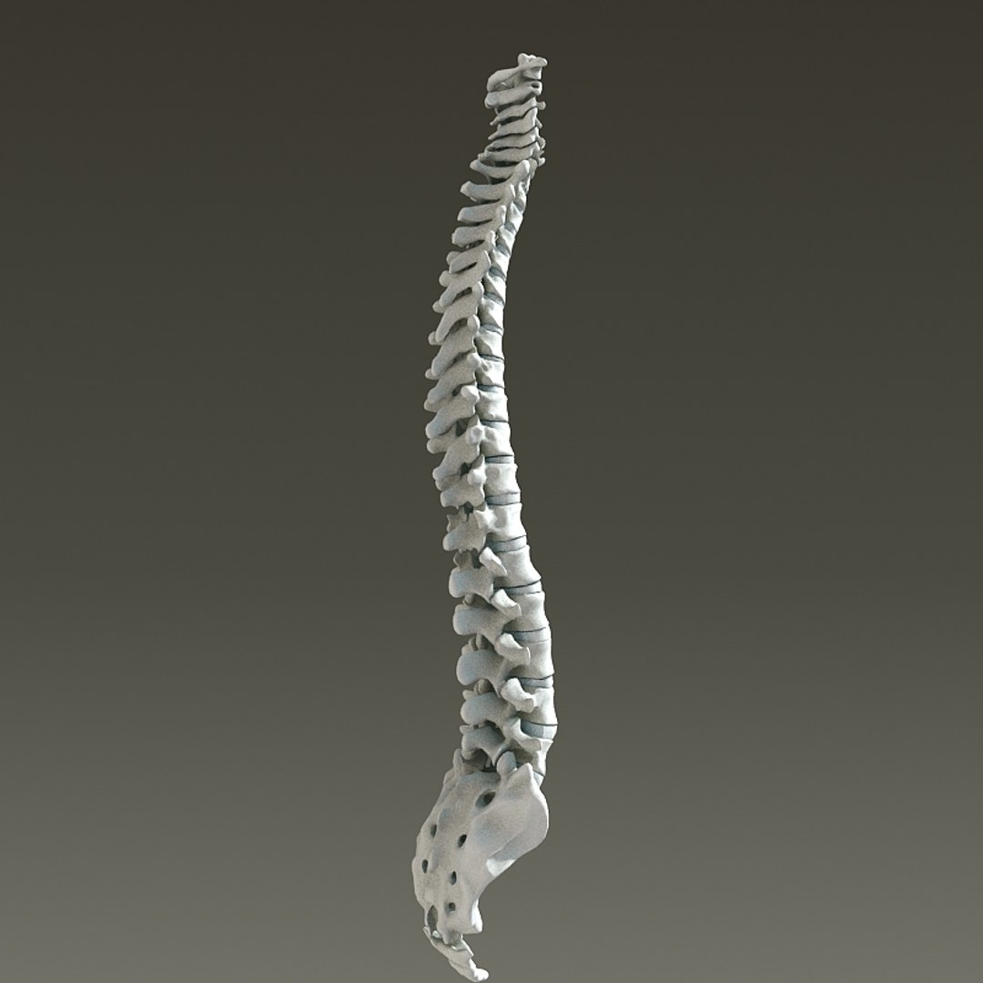3d model vertebral column skeleton