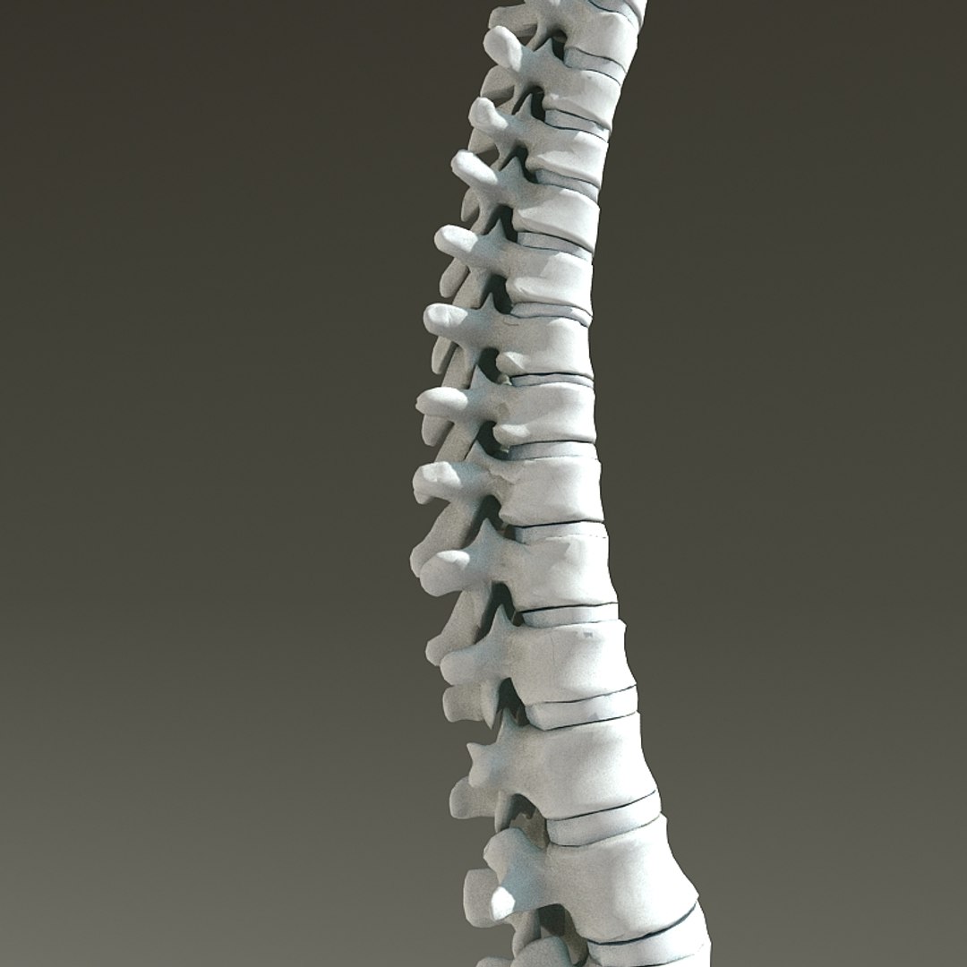 3d model vertebral column skeleton