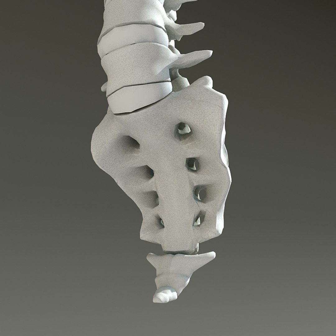 3d model vertebral column skeleton