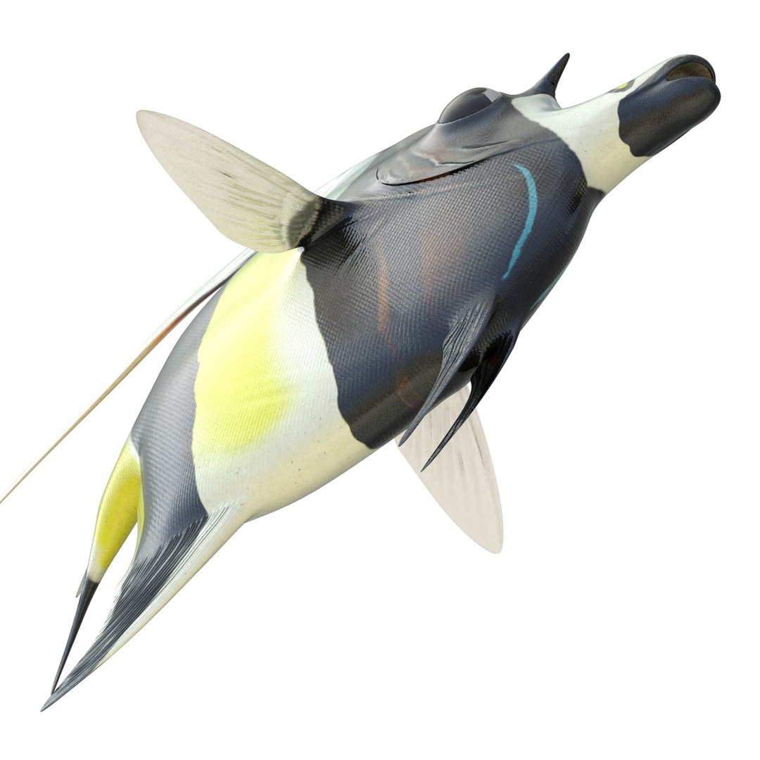 moorish idol fish pose 3d c4d