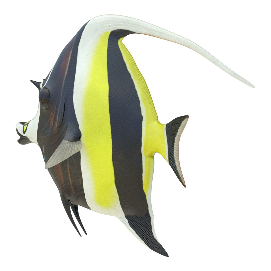 moorish idol fish pose 3d c4d