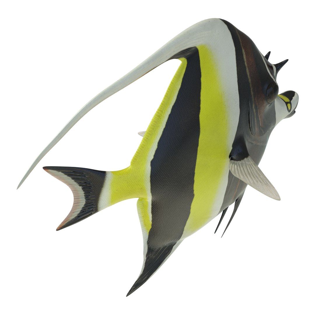 moorish idol fish pose 3d c4d