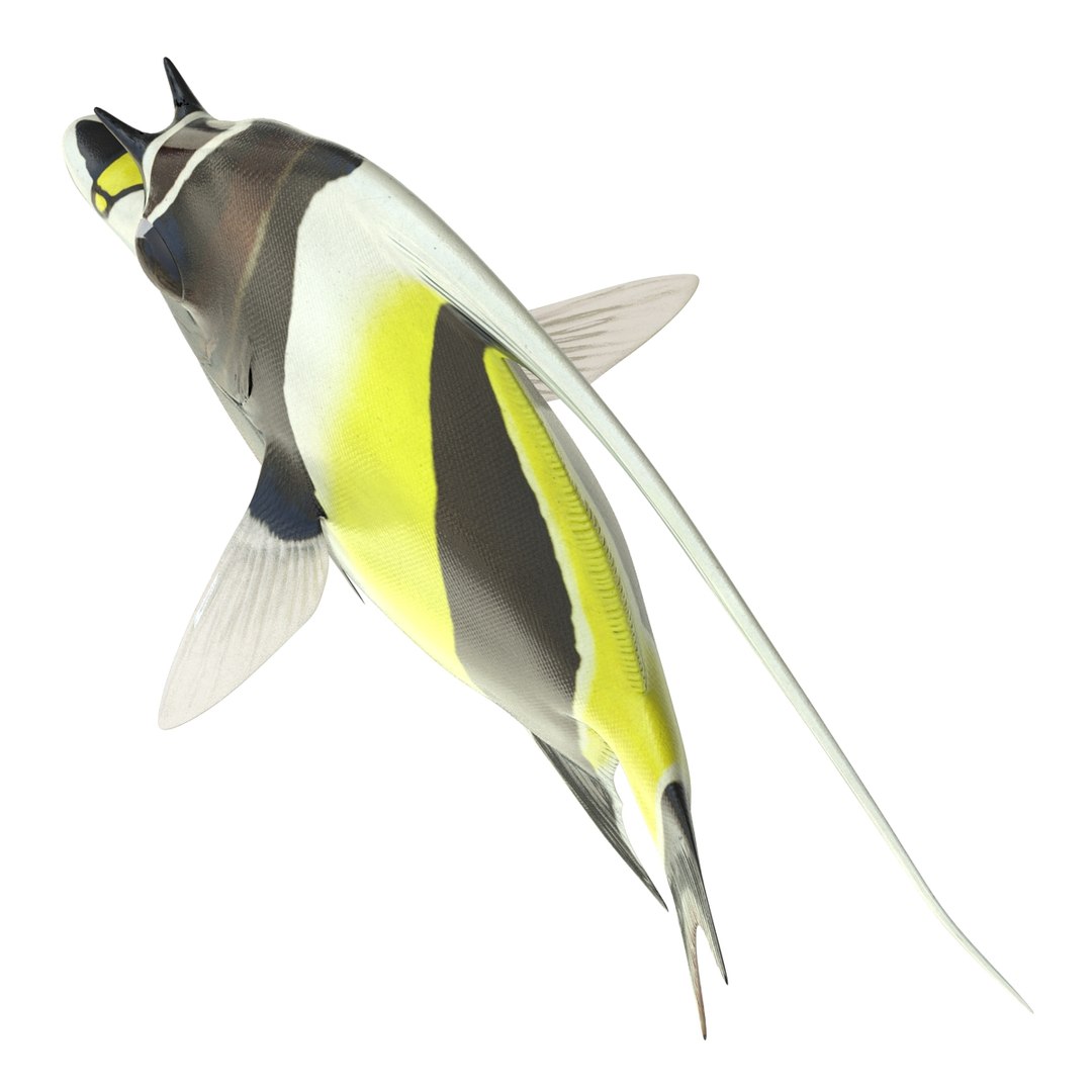 moorish idol fish pose 3d c4d