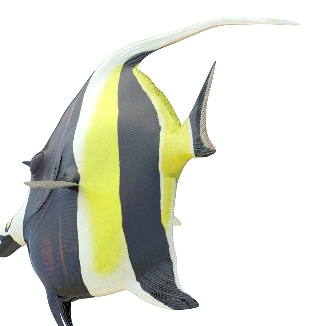moorish idol fish pose 3d c4d