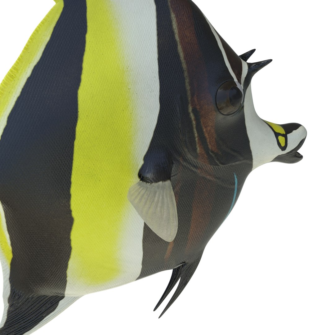 moorish idol fish pose 3d c4d