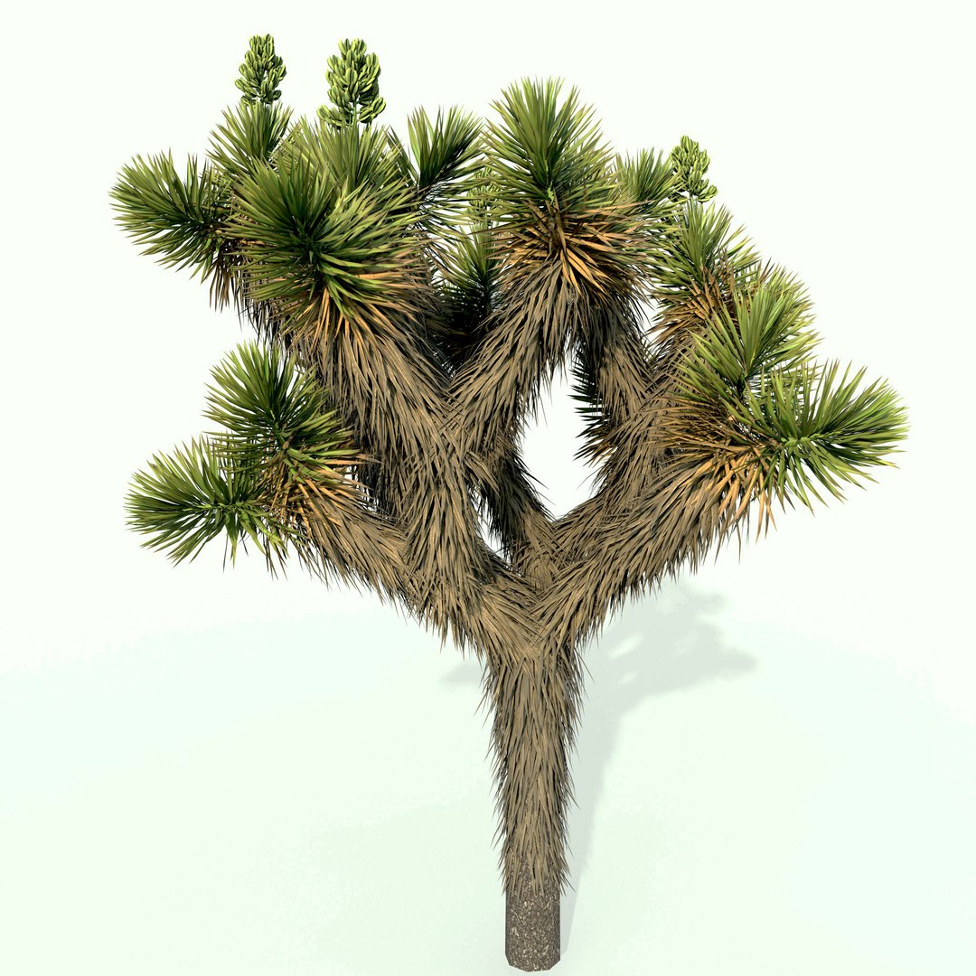 3D Model Joshua Tree - TurboSquid 2286391