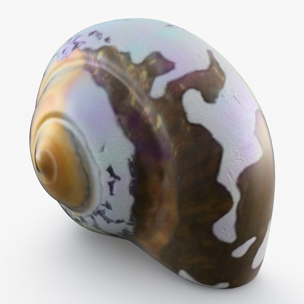 sea shell 3d model