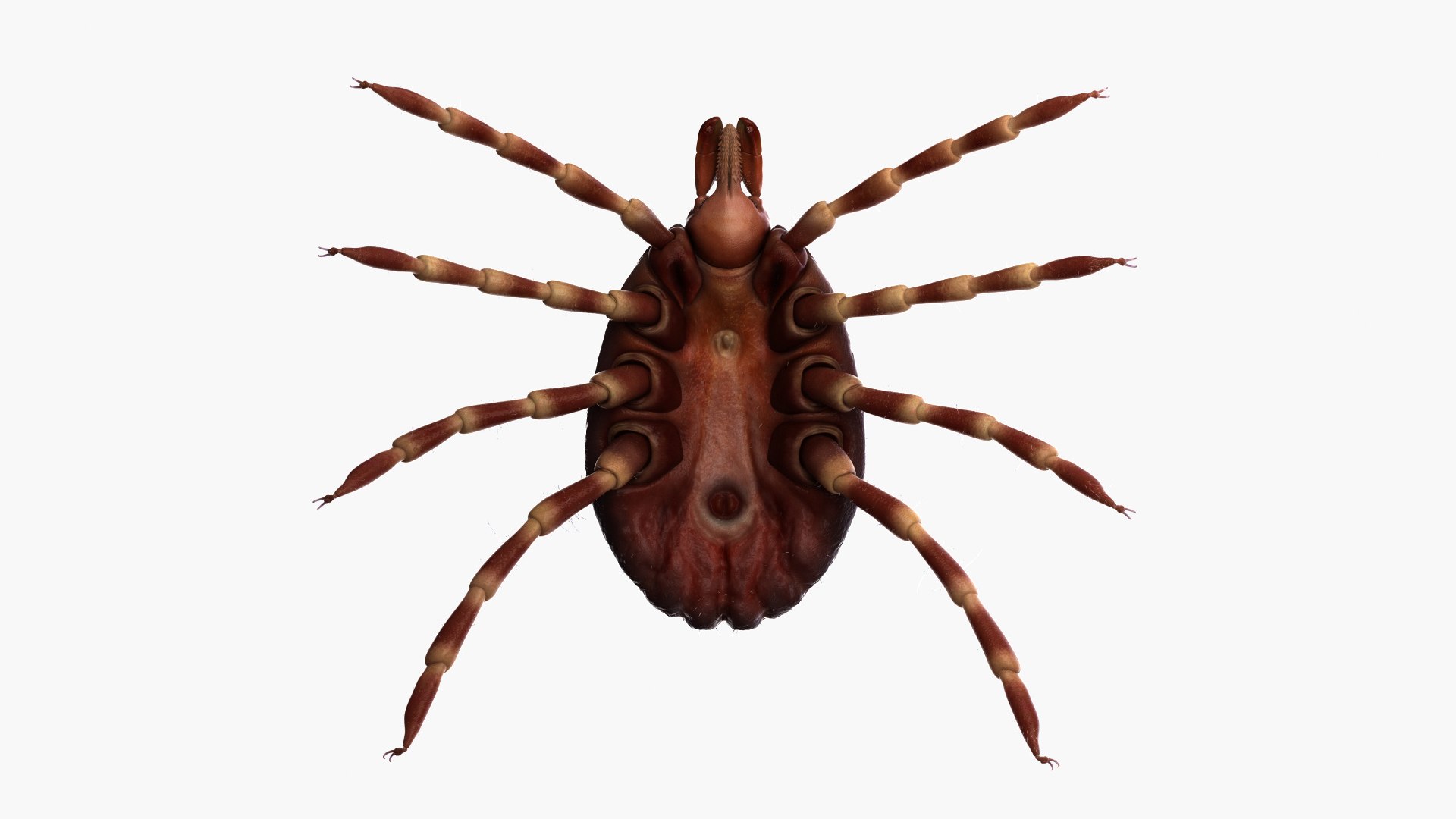 Hyalomma Legs 3D - TurboSquid 1479555