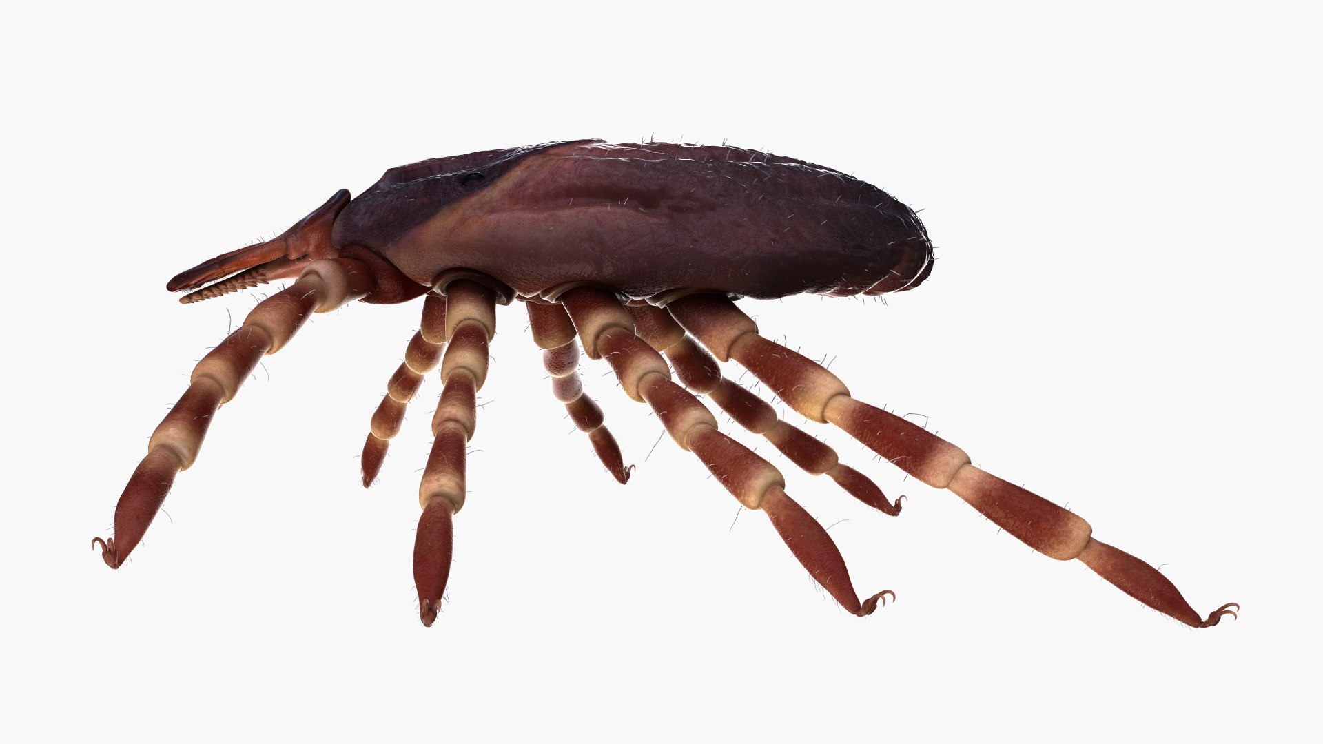 Hyalomma Legs 3D - TurboSquid 1479555