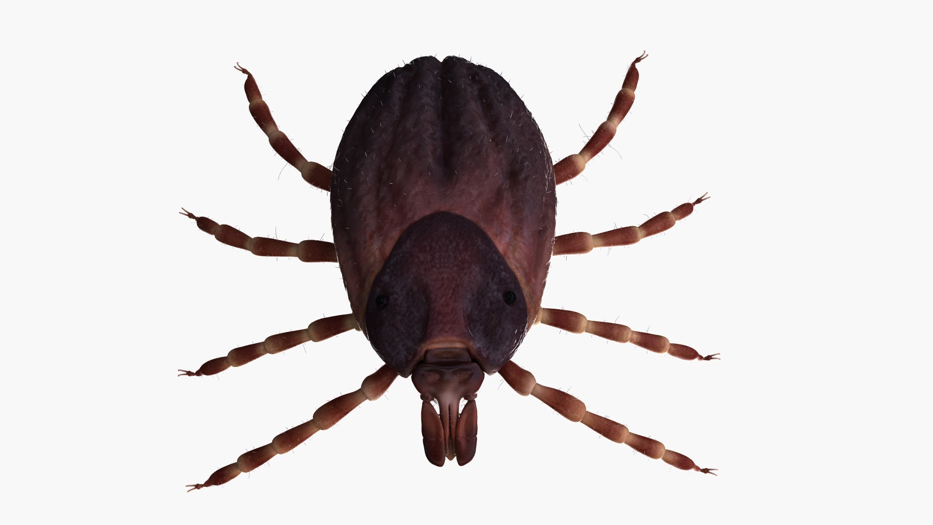 Hyalomma Legs 3D - TurboSquid 1479555