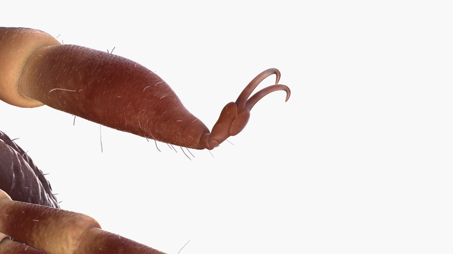 Hyalomma Legs 3D - TurboSquid 1479555