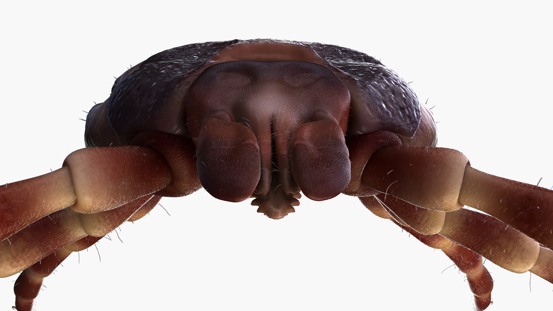 Hyalomma Legs 3D - TurboSquid 1479555